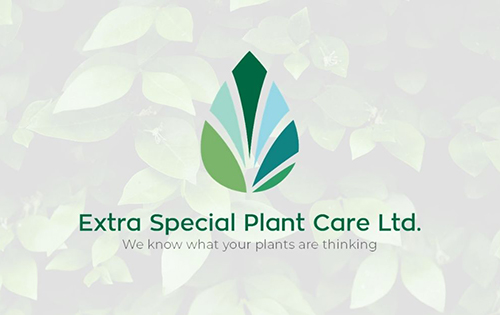 Professional Logo Design & Branding Company in Calgary - Digital Lion